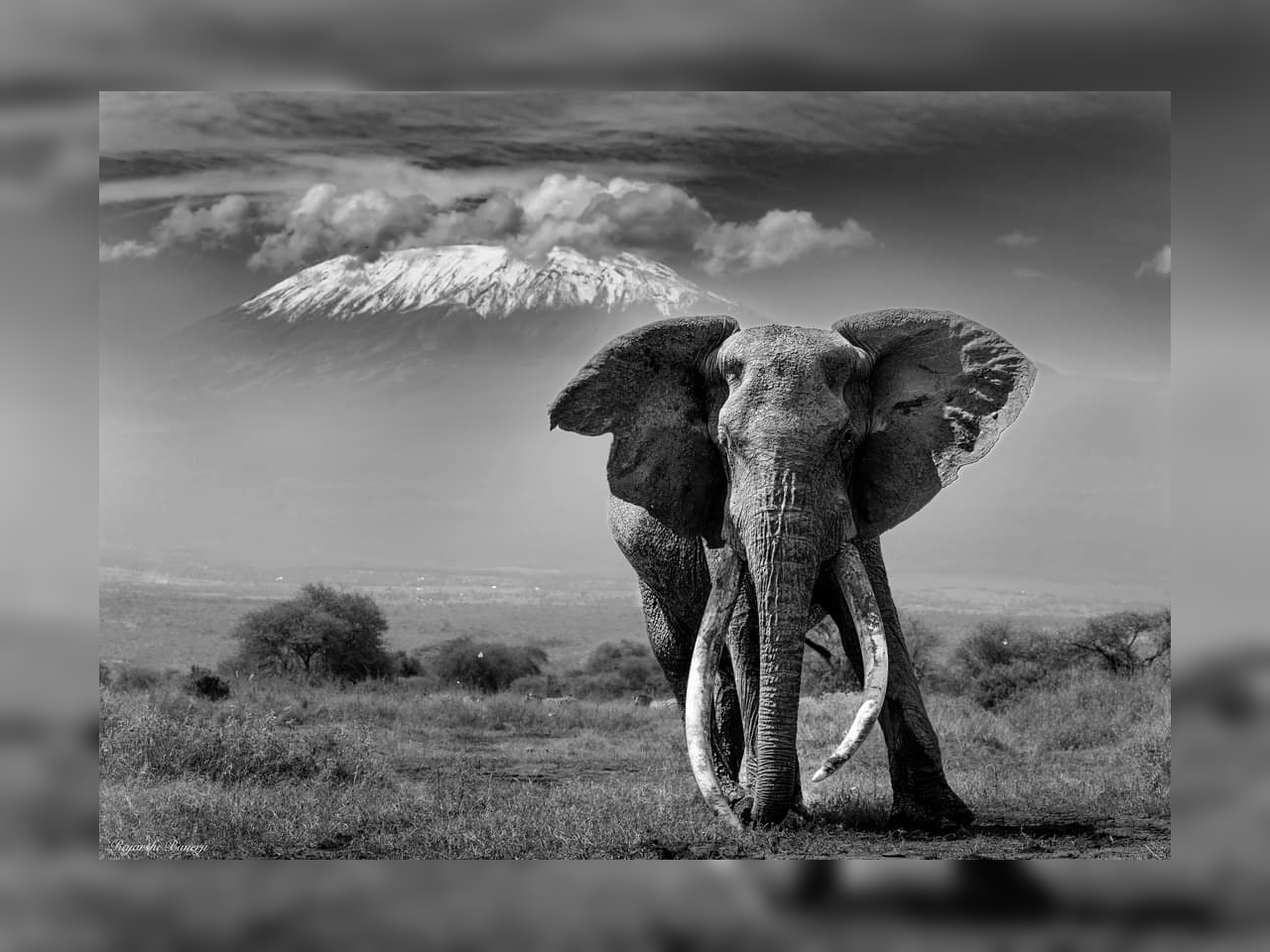 Tribute to Craig: Amboseli’s Legendary Super Tusker